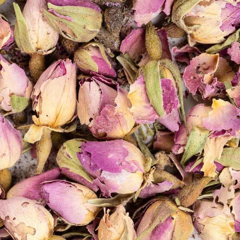 Old Dried Rosebuds Close Up Stock Photo - Image of blossom, rose: 220084460