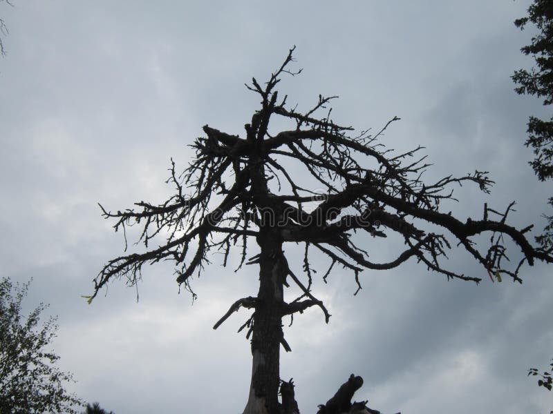 193 Old Dead Cedar Tree Stock Photos - Free & Royalty-Free Stock Photos ...
