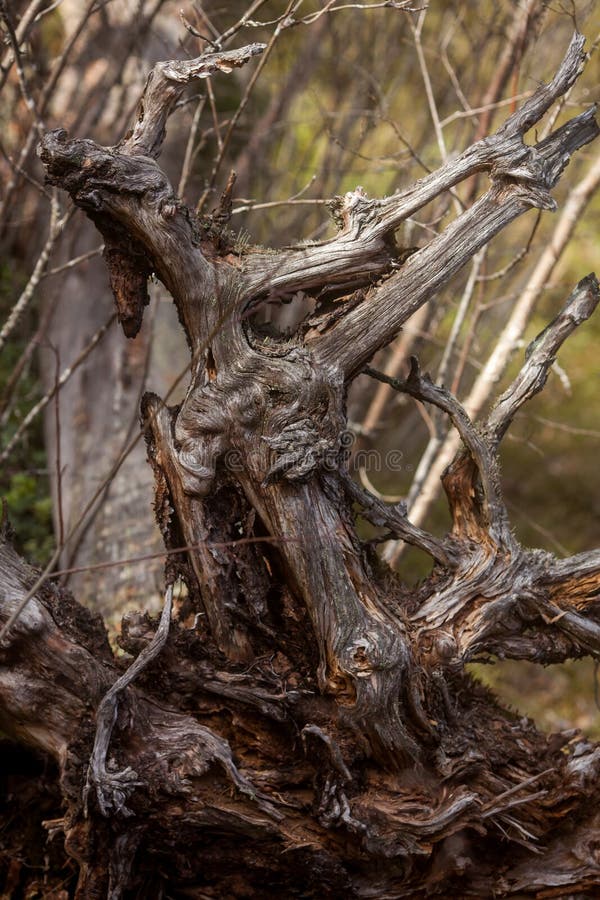 Old Driftwood, Dead Fallen Tree in the Forest Stock Photo - Image of ...