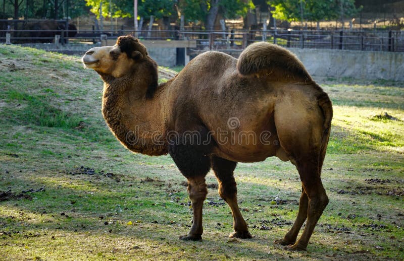Old Dromedary Camel on the Lawn at the Zoo Stock Photo - Image of ...