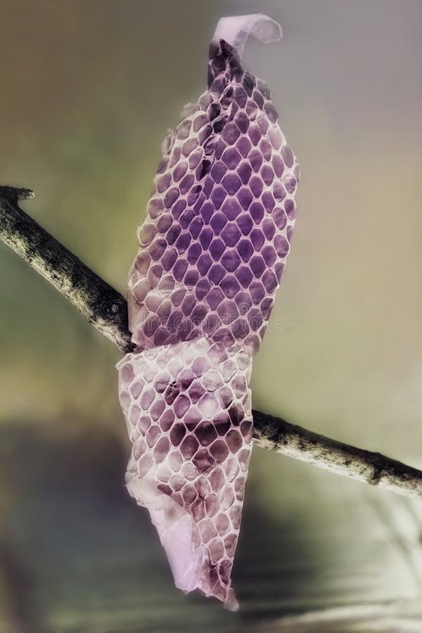 Old dropped snake skin stock image. Image of flap, branches - 53067769