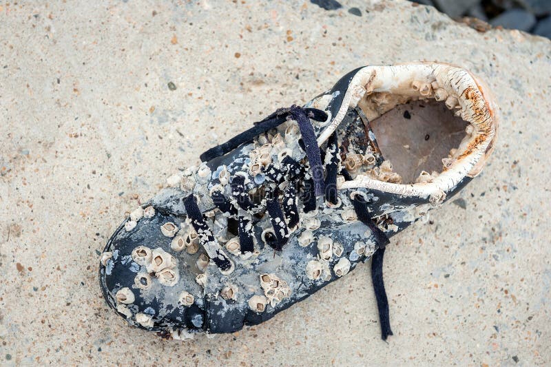 Old Drowned Sneaker with Sea Shells Stock Image - Image of rock, ocean ...