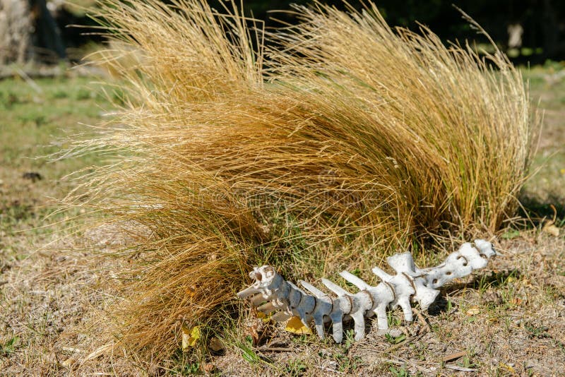 Old dry backbone stock photo. Image of clump, spines - 265251058 Old dry backbone stock photo. Image of clump, spines - 265251058