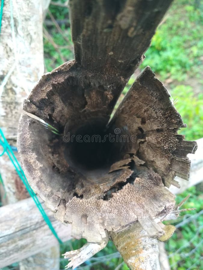 Old dry bamboo stock photo. Image of characteristics - 355800230