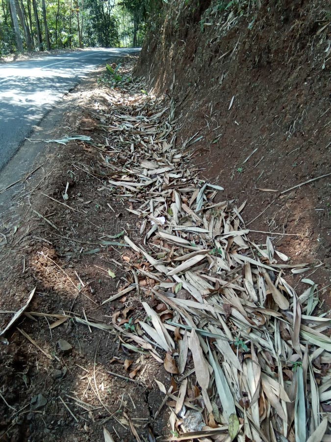 Old and Dry Bamboo Leaves Filled the Ditch on the Side of the Road ...