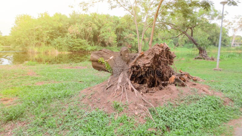 Old Dry Big Root in Thailand Stock Image - Image of flora, branch ...