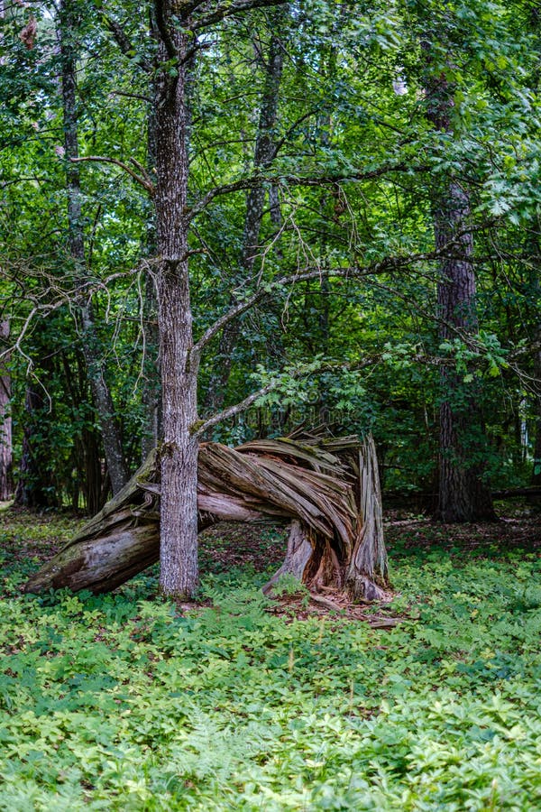 Old Dry Broken Tree Trunks and Stomps in Forest Stock Image - Image of ...