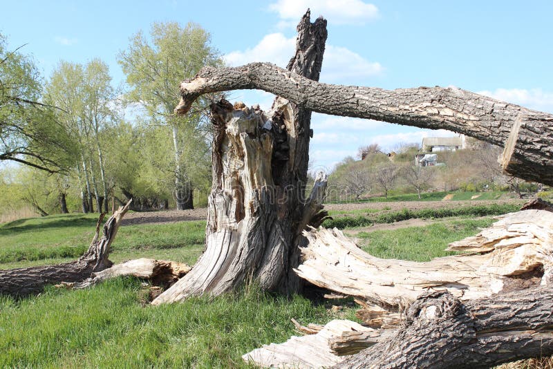 Old Dry Broken Trees in Nature Reserve Stock Photo - Image of foliage ...
