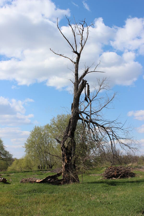 Old Dry Broken Trees in Nature Reserve Stock Photo - Image of flora ...