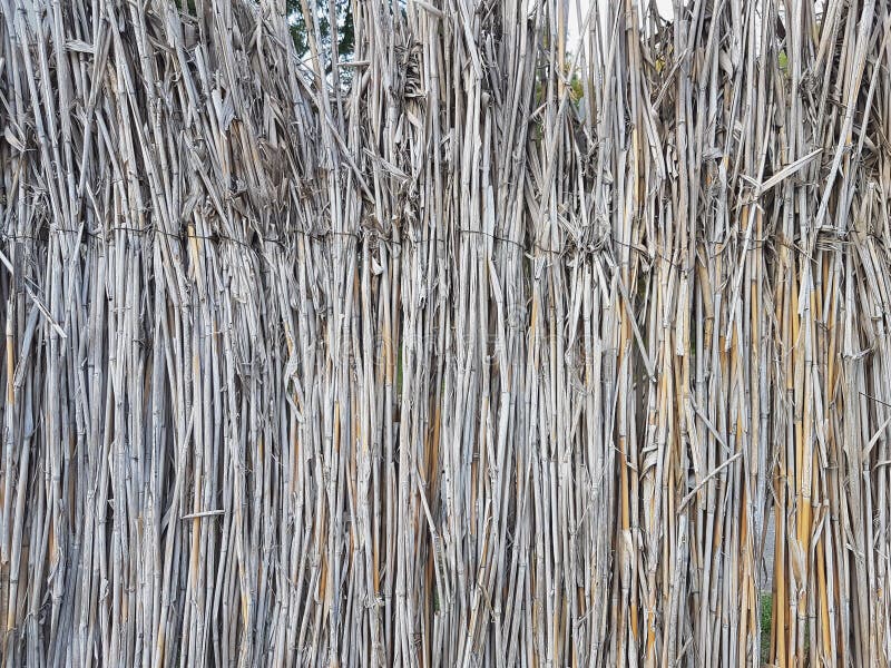 Bulrush wall. stock photo. Image of line, cover, rural - 21922806