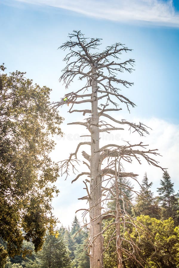 217 Old Dead Cedar Tree Stock Photos - Free & Royalty-Free Stock Photos ...