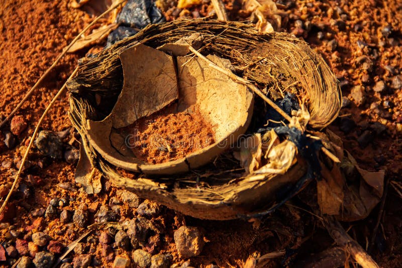 Old Dry Coconut Shell Lying on the Ground Rotting Stock Photo - Image ...