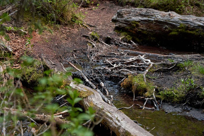 An Old Dry Coniferous Tree Fell in a Mountain Forest on the Shore of a ...