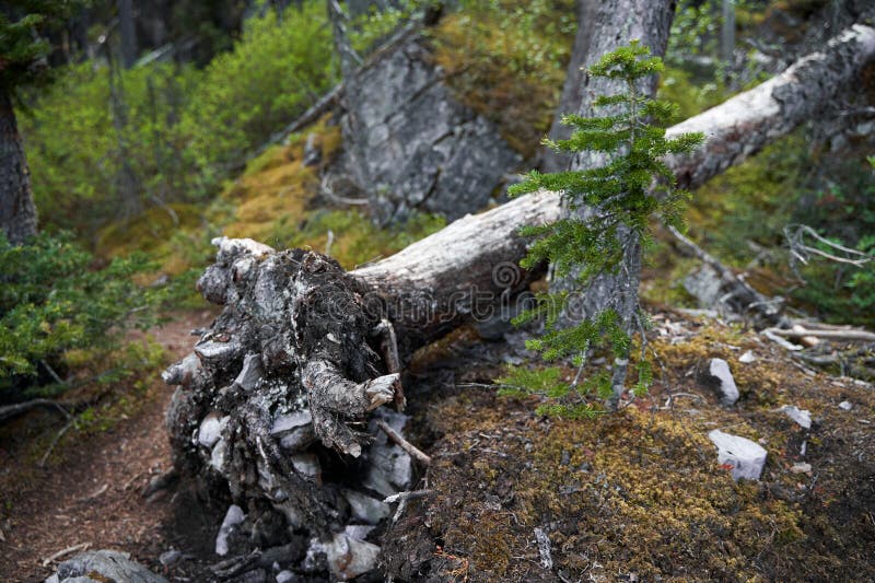 An Old Dry Coniferous Tree Fell in a Mountain Forest on the Shore of a ...