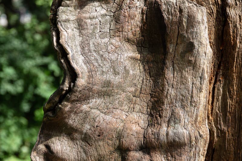 Surface of the Tree without Bark Stock Photo - Image of dark, people ...