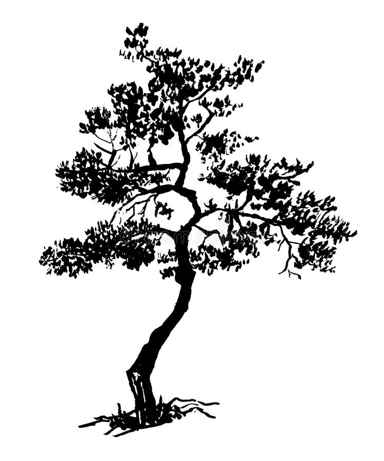 Old Dry Evergreen Tree, Sketch Hand Drawn Vector Illustration Stock ...