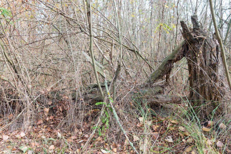 Old Dry Fallen Tree in the Forest. Autumn Landscape Stock Photo - Image ...