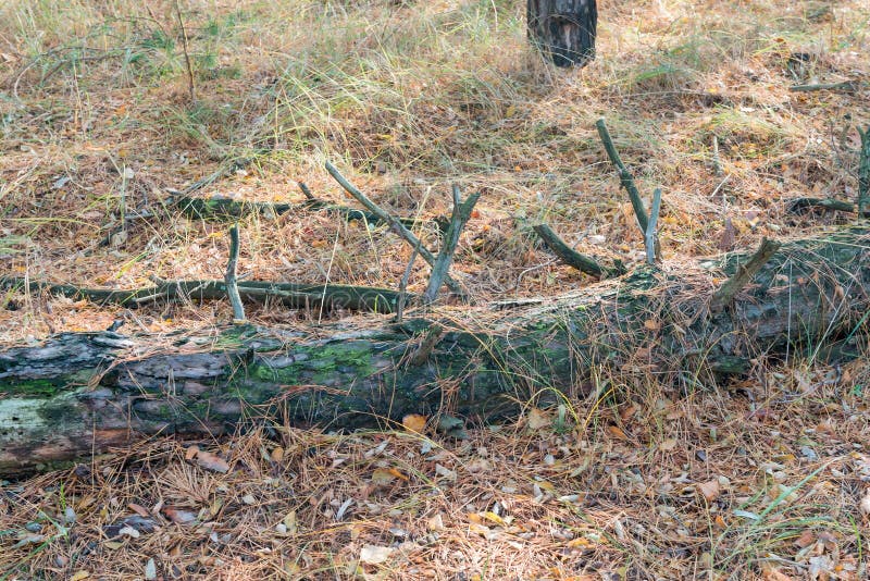 Old Dry Fallen Tree in the Forest. Autumn Landscape Stock Photo - Image ...