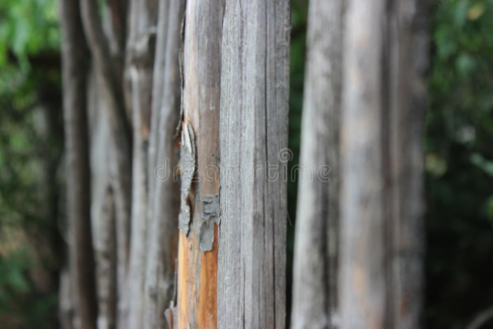 Old Dry Fence Made of Tree Branches Stock Image - Image of pale ...