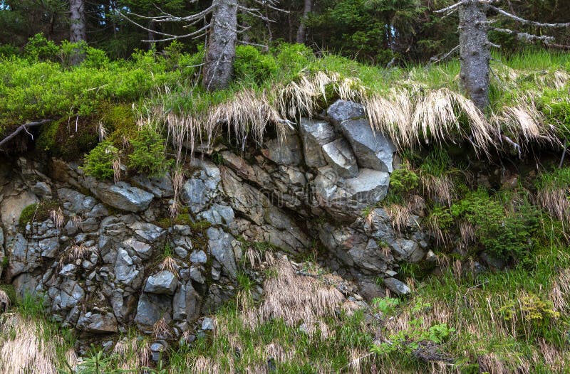 Old Dry Fir Trees in Mountains Growing on Rocks Stock Photo - Image of ...
