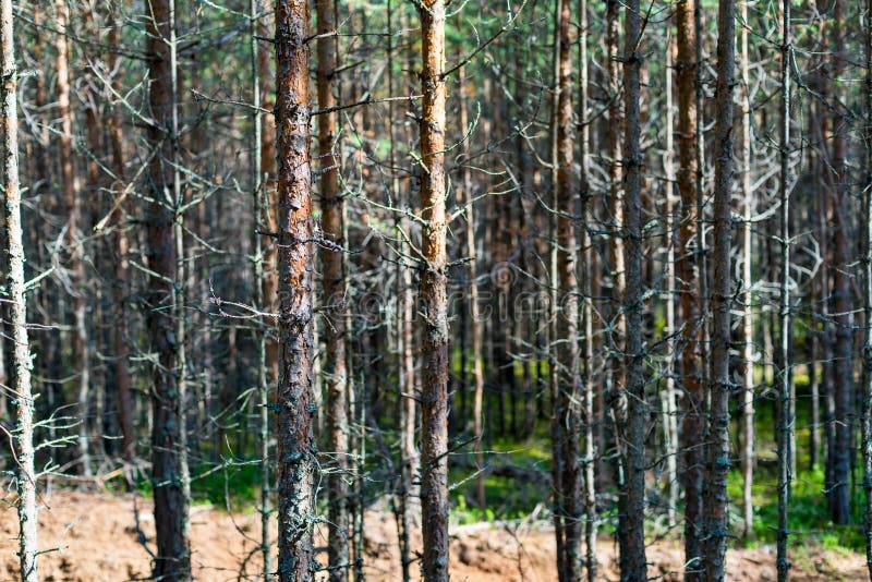 Old dry forest stock image. Image of thicket, landscape - 99440915