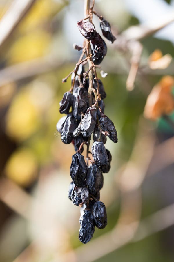 Old dry grapes in nature stock photo. Image of vineyard - 112106332