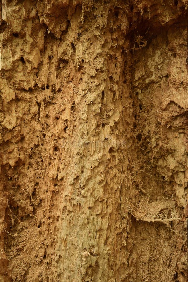Old Tree Eaten by Insects with a Clear Structure Stock Image - Image of ...