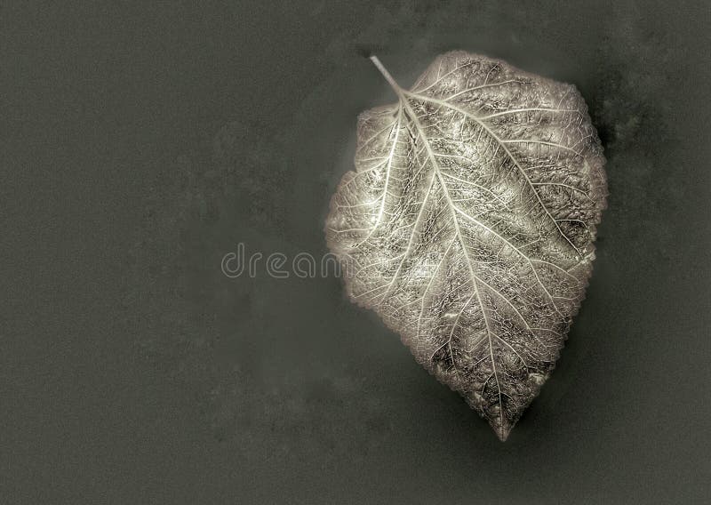 Old dry leaf stock image. Image of leaf, fine - 92871277