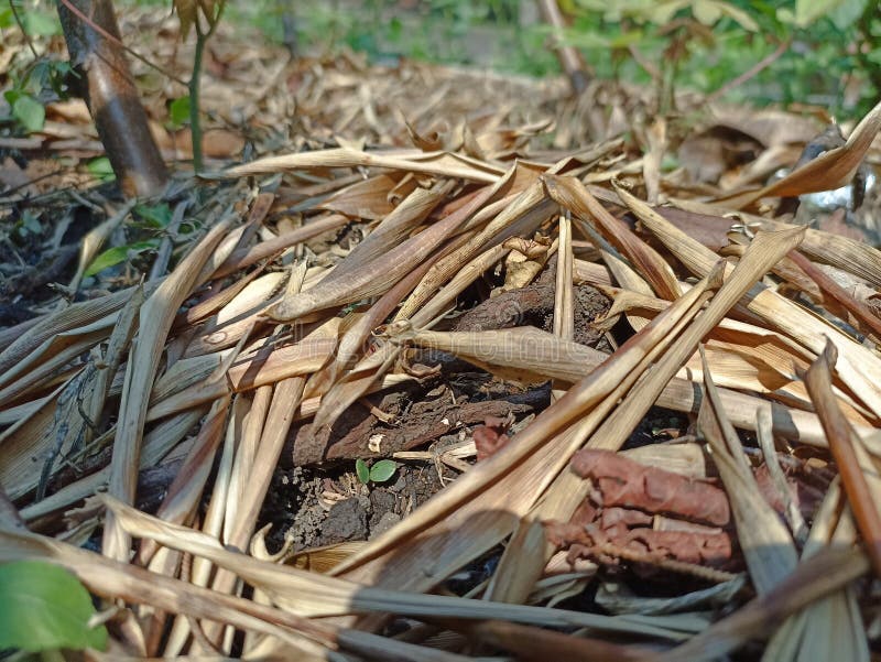 Old Dry Leaf Litter in a Tropical Rainforest in Southeast Asia Stock ...