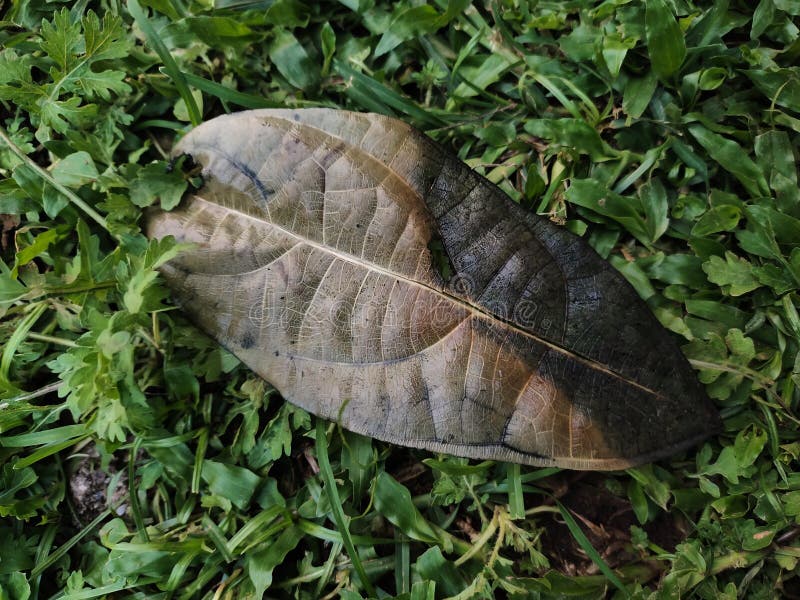 Old and dry leaf stock image. Image of insect, reptile - 183183733