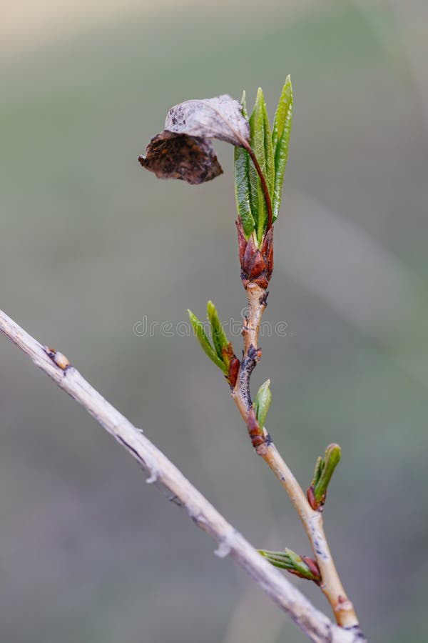 An Old Dry Leaf and a Young Green Leaf at the Same Time on a Tree ...