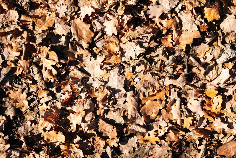 Old Leaves on the Ground in the Forest Stock Photo - Image of organic ...