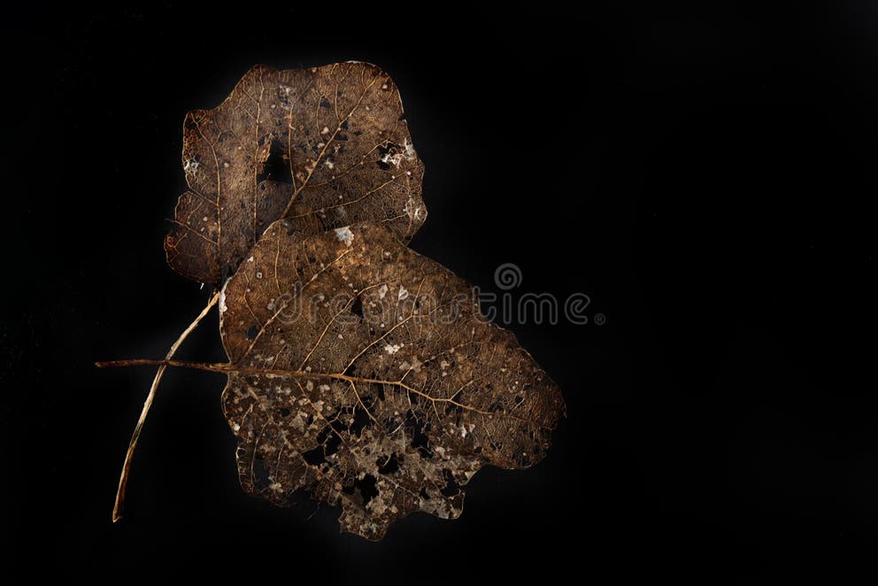 Old dry leaves isolated stock image. Image of dead, detail - 94475581