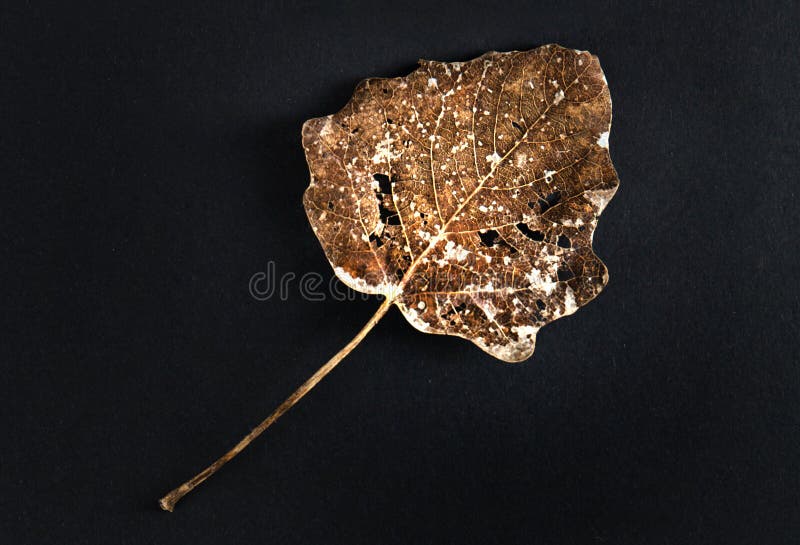 Old dry leaves isolated stock photo. Image of flora, natural - 94475586