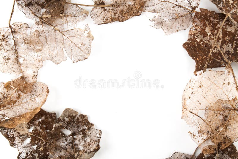 Old dry leaves isolated stock photo. Image of natural - 94475708