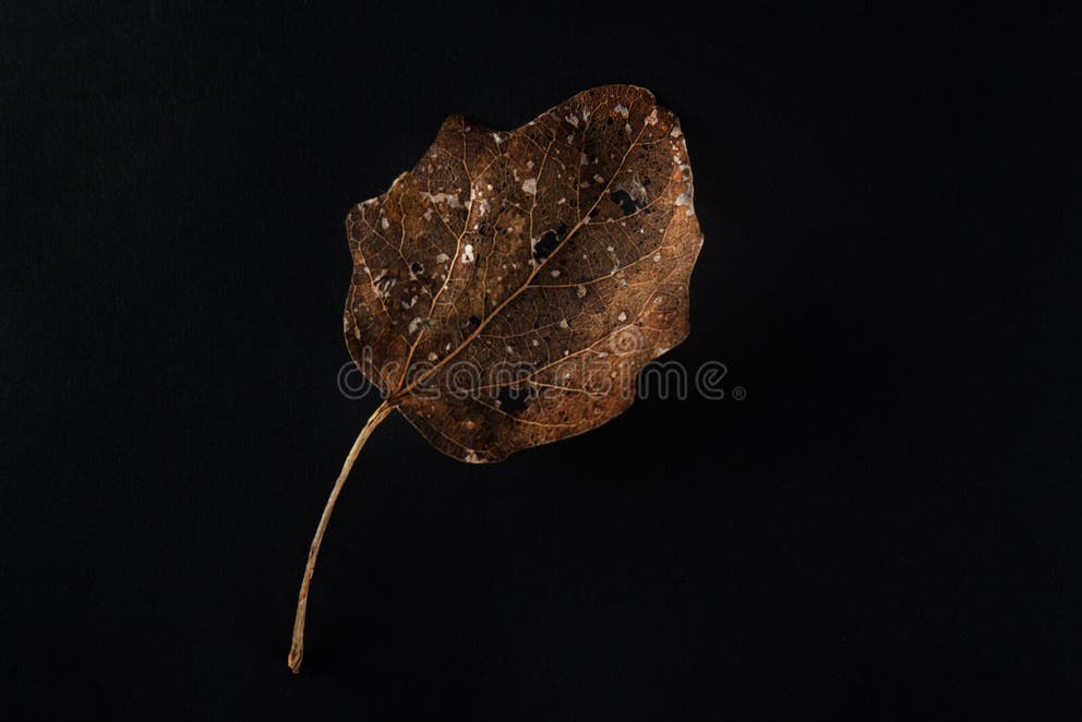 Old dry leaves stock image. Image of white, tree, vein - 94475455