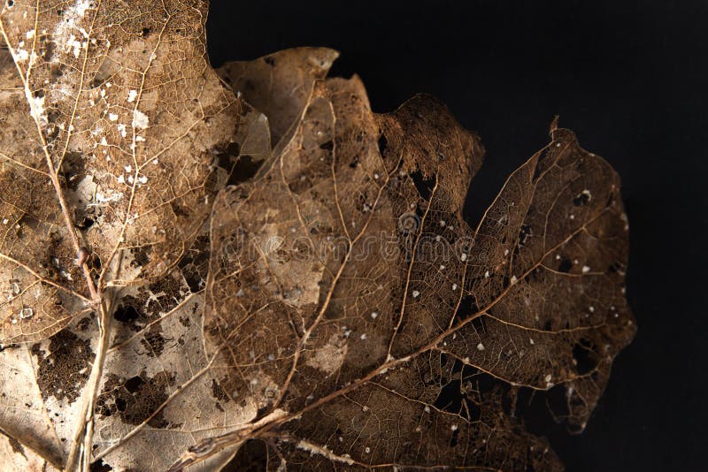 Old dry leaves stock photo. Image of abstract, grunge - 94475664