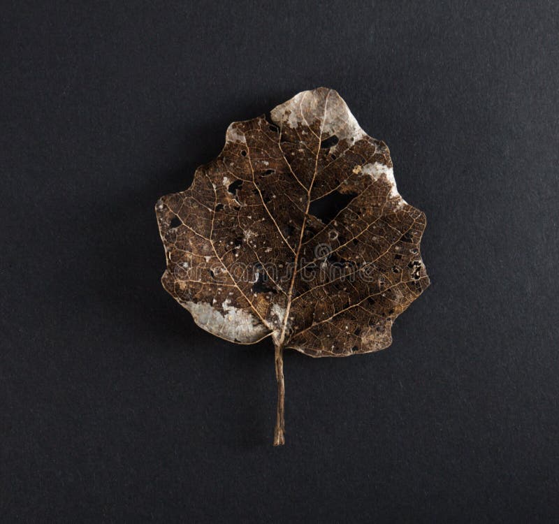 Old dry leaves stock photo. Image of plant, background - 94475696