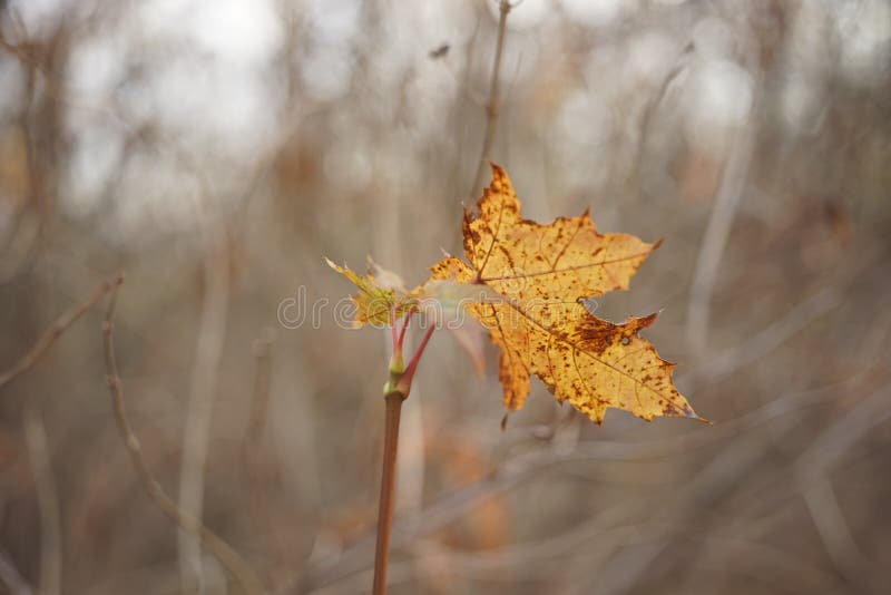Old Dry Maple Leaf on a Tree Branch. Autumn Forest Stock Photo - Image ...