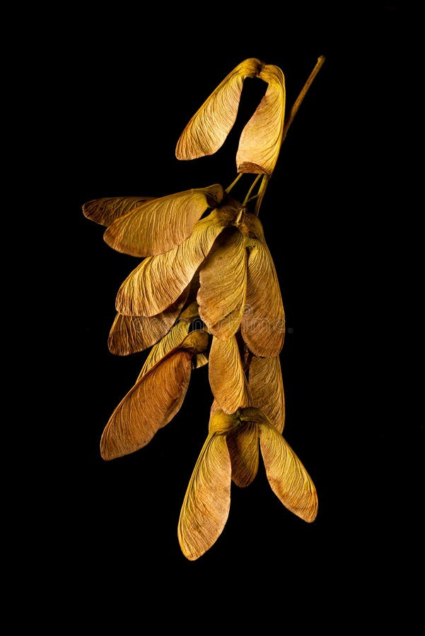 Old Dry Maple Seeds on Black Background. Stock Image - Image of ...