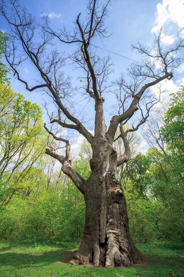 Old dry oak stock photo. Image of johns, landscape, culture - 54045084