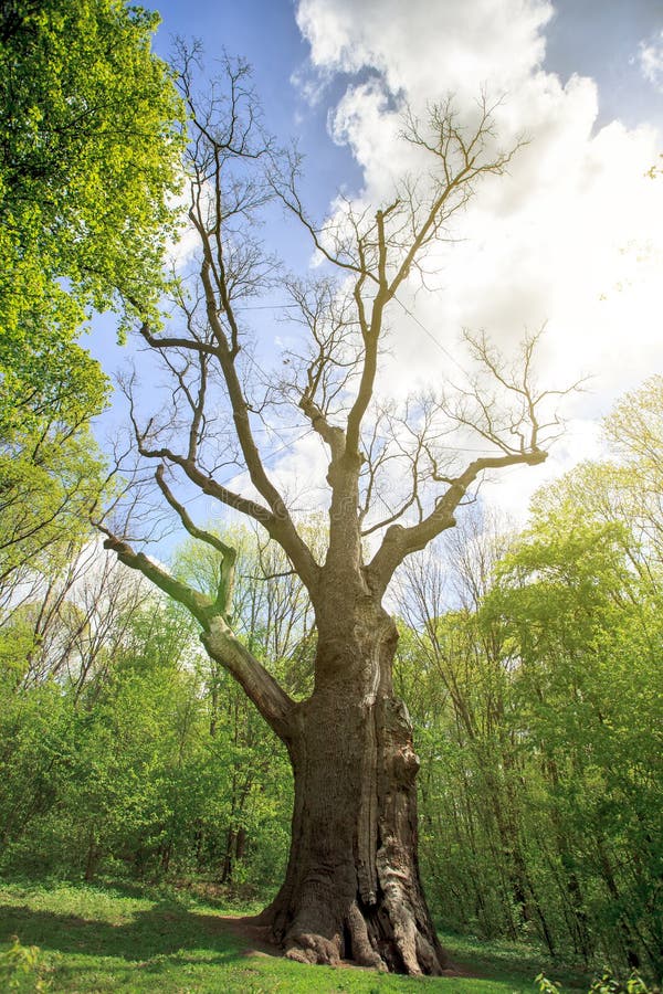 Old dry oak stock image. Image of background, forest - 54047257