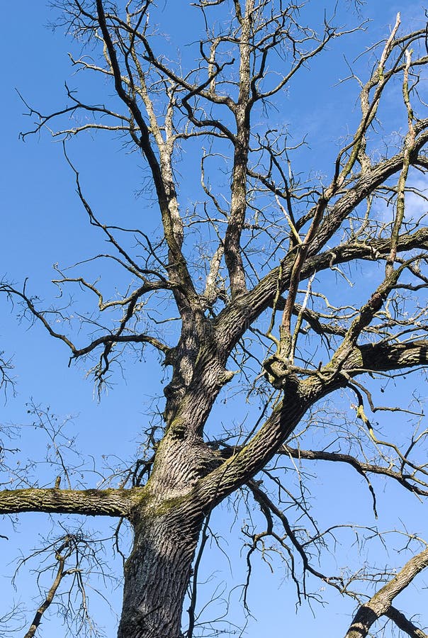 Old Dry Oak Tree on Sky Background Stock Image - Image of background ...