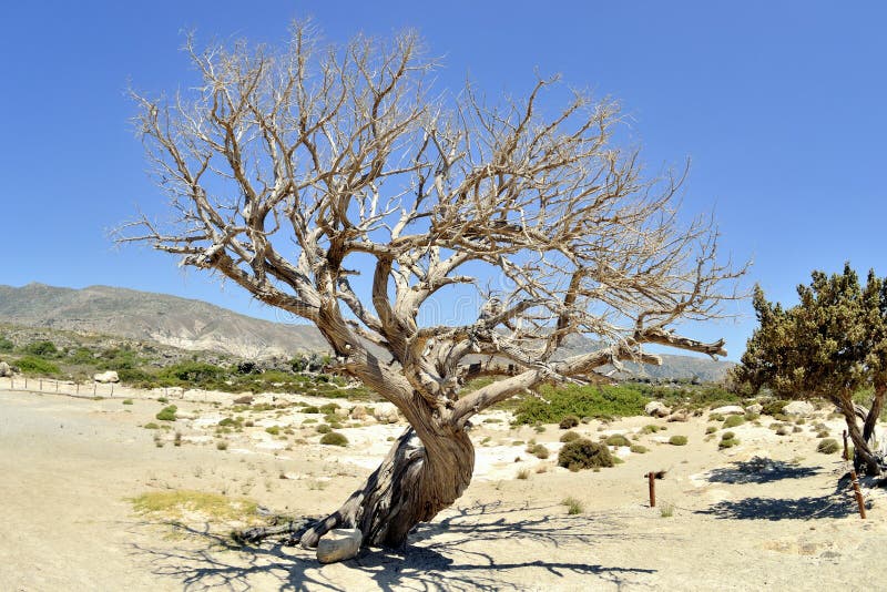 Old dry olive tree stock photo. Image of wild, magnificent - 33196590