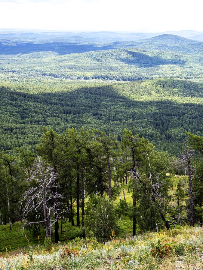 Old Dry Pine Tree without Bark and without Needles on the Mountainside ...