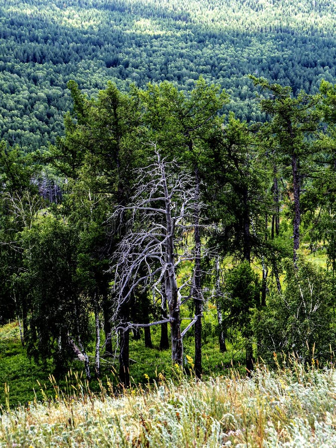 Old Dry Pine Tree without Bark and without Needles on the Mountainside ...