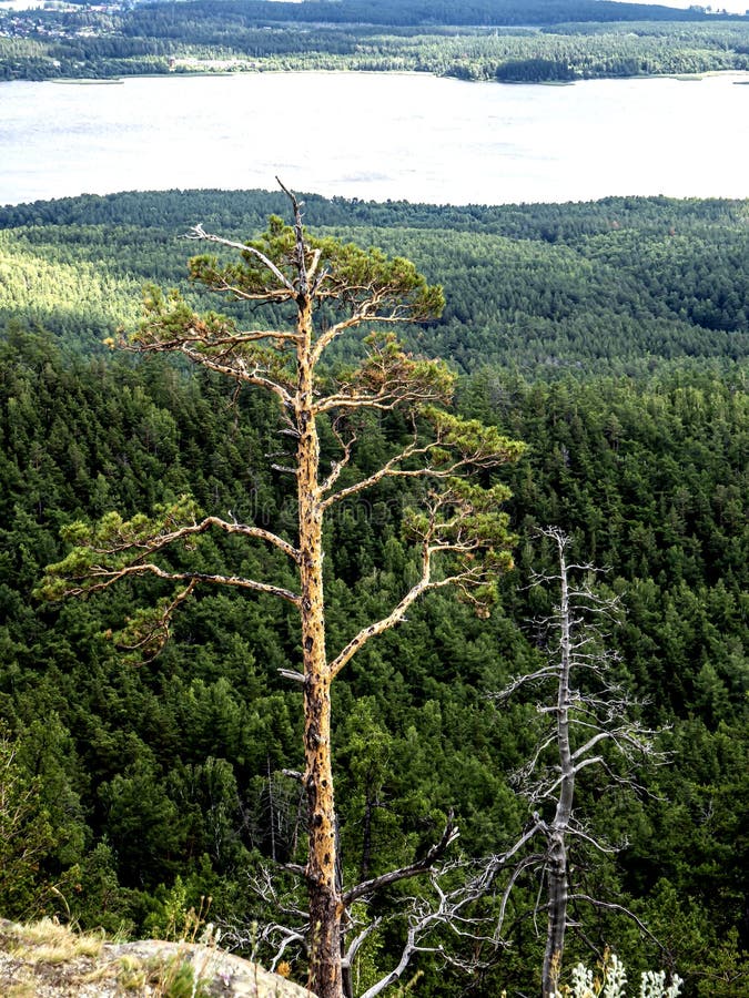 Old Dry Pine Tree without Bark and without Needles on the Mountainside ...