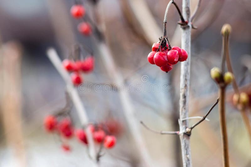 Old Dry Red Berry Closeup on an Indistinct Background Stock Photo ...