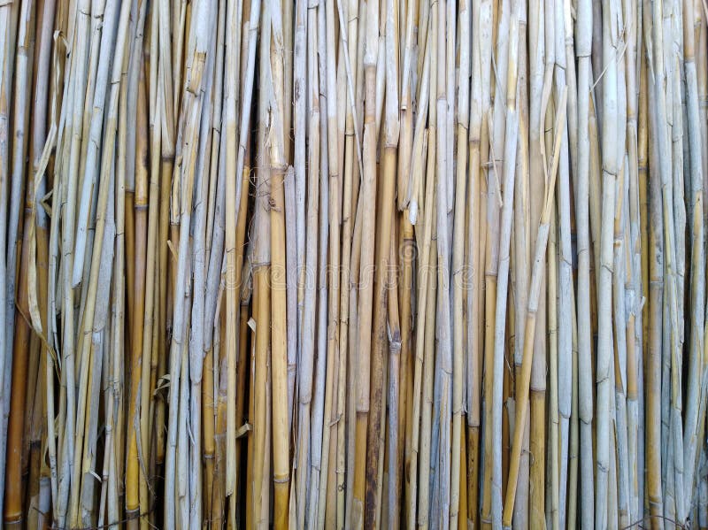 Old dry reeds stock image. Image of background, grass - 174019319