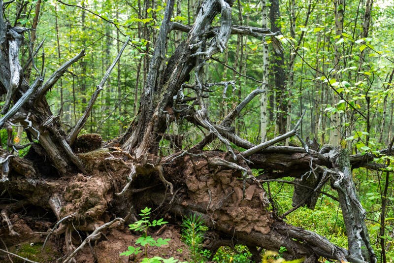 Old Dry Roots Trees Turned Out of the Ground Stock Photo - Image of ...
